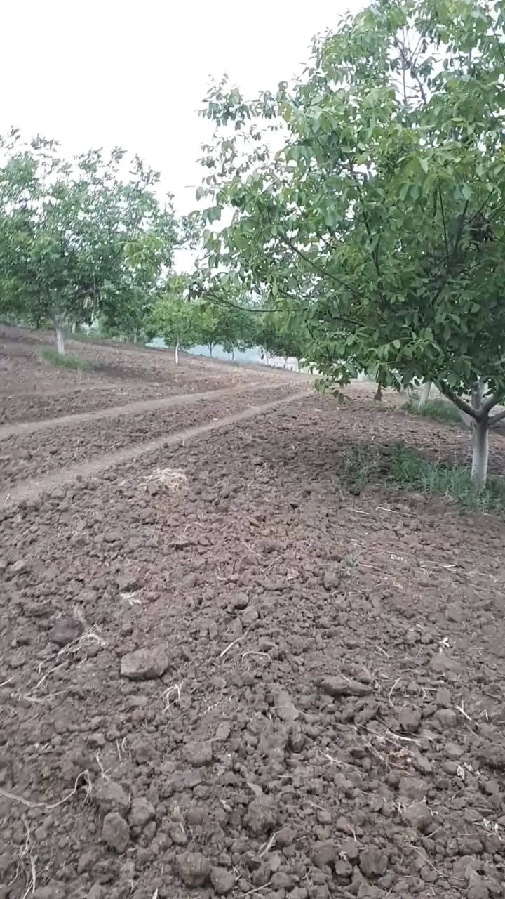 Livada de nuci altoiti