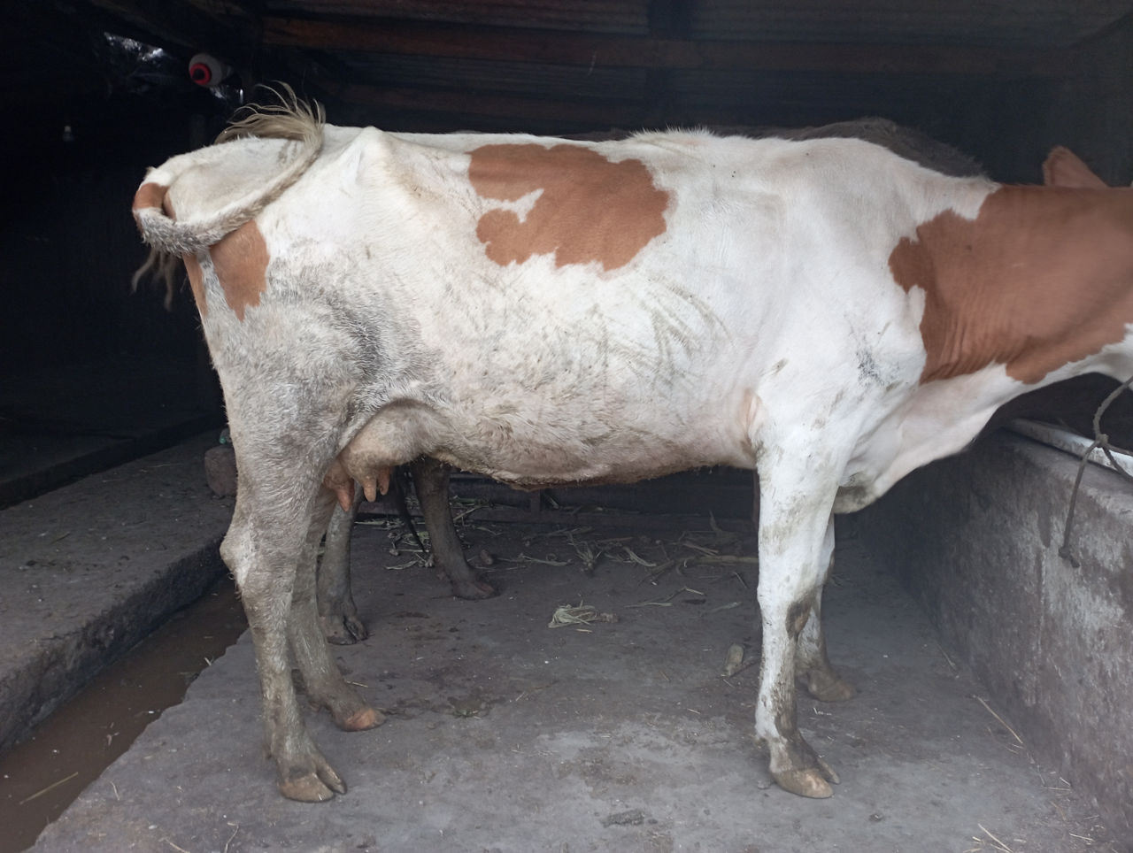 Vindi 2 vaci de fata tinere una de rasa jersei