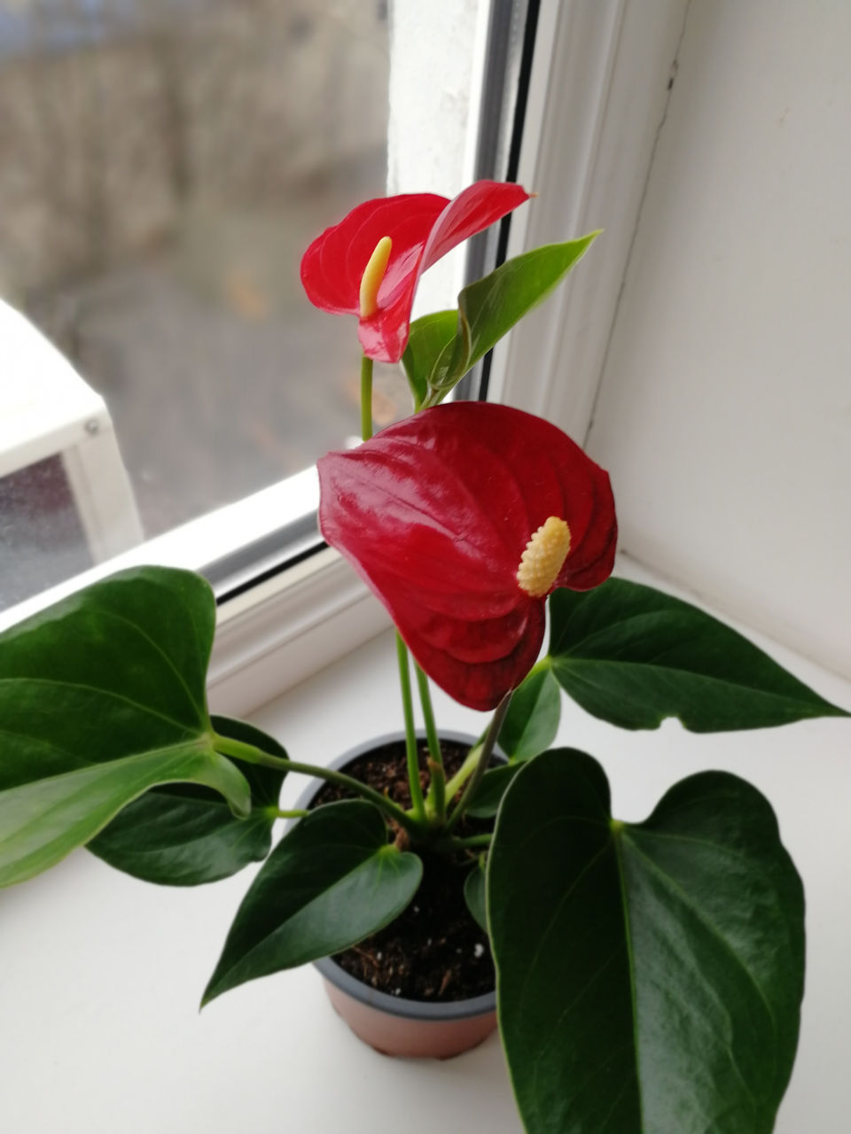 Flori de camera, diferite