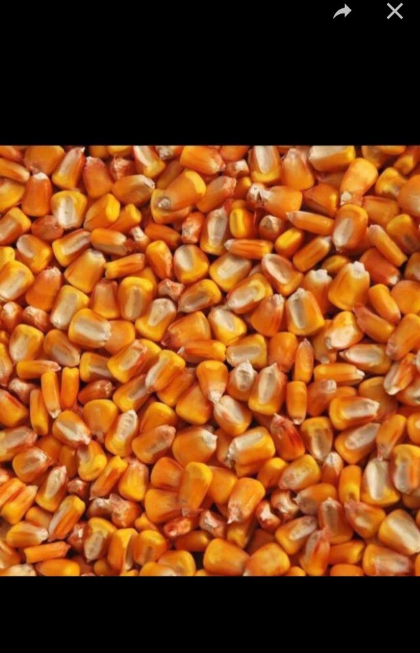 Cumpăr porumb- 2 tone cu- 2,0 lei/kg ( în saci cu livrare la Orhei)