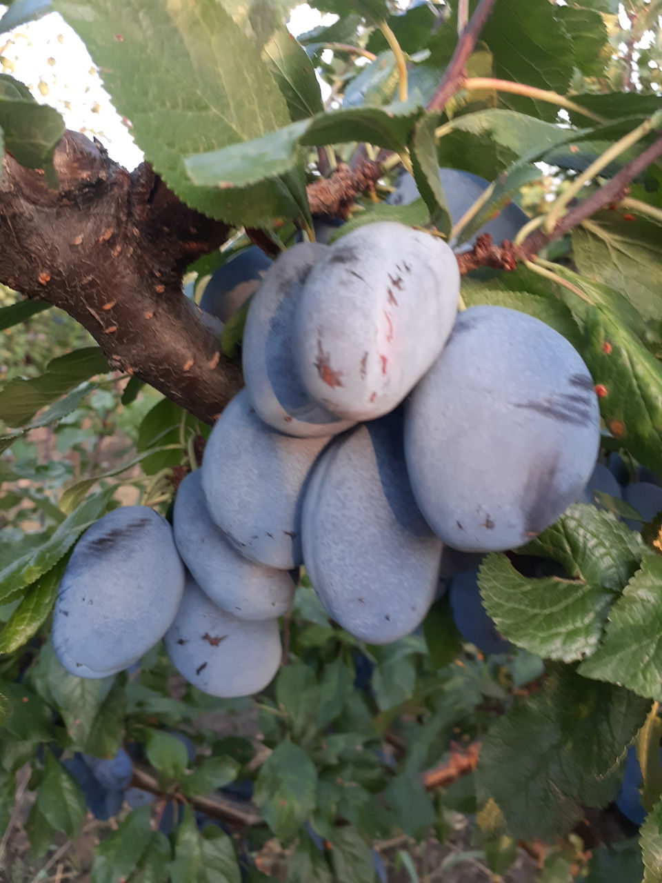 Prune stanley de vînzare!!