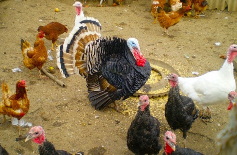 Куры и индюки на продажу