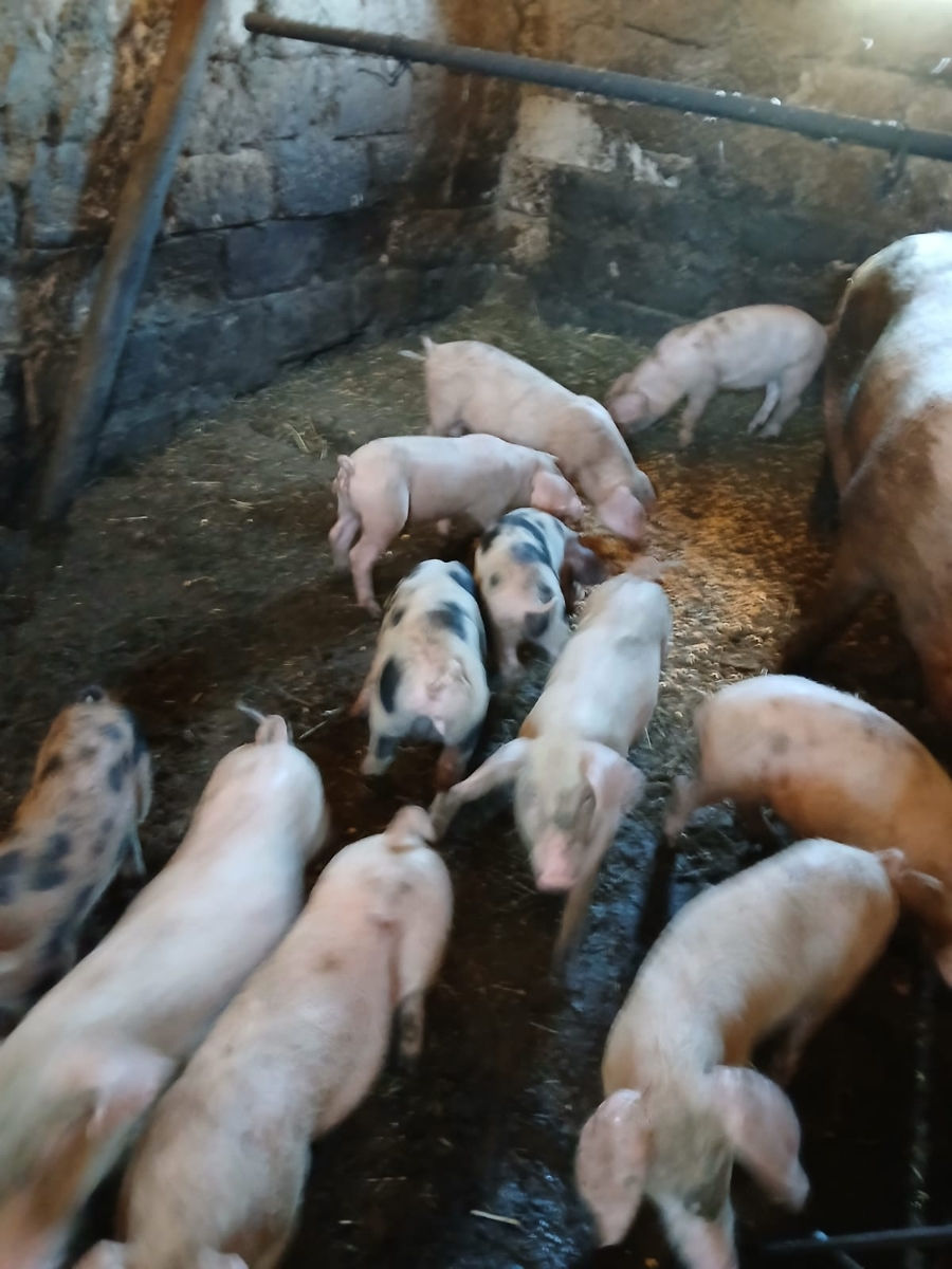 Purcei 14/16 kg 1000 lei