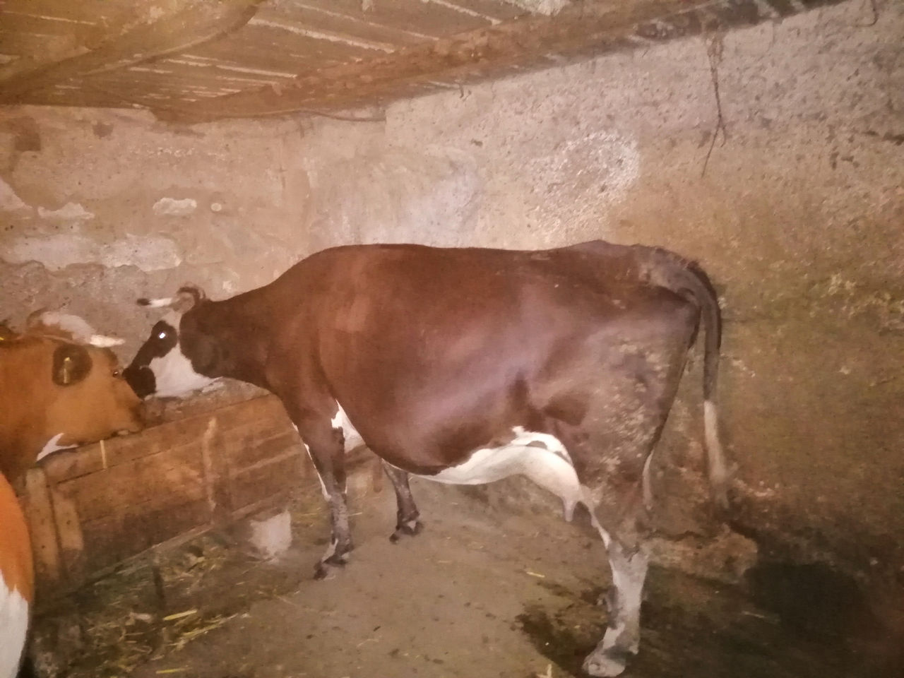 Vind 2 vaci foarte bune de lapte! Preț negociabil!