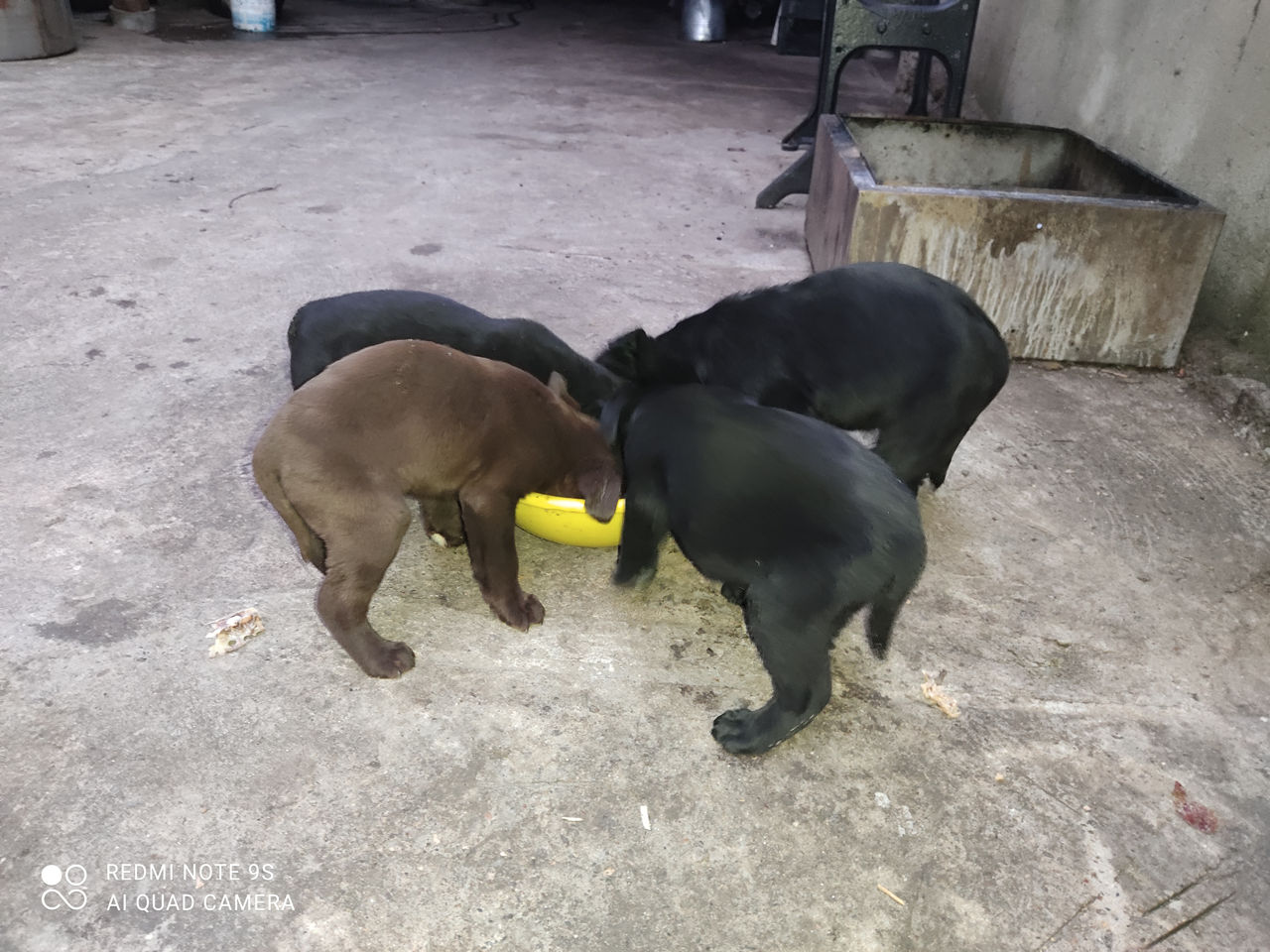 Vindem cățeluși labrador. Sunt drăguți și jucăuși.Pret simbolic.