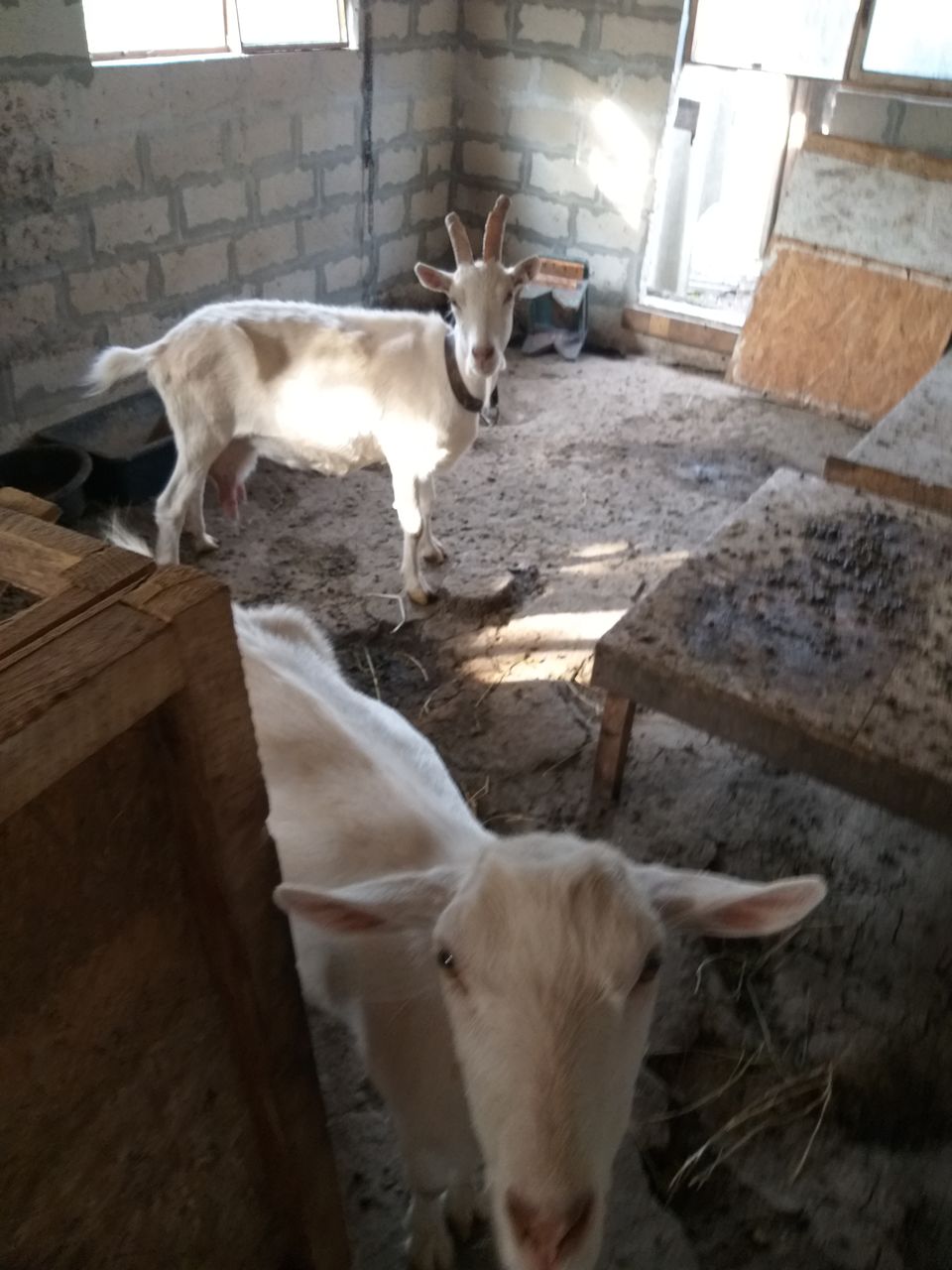 Vînd 3 capre si un țap de raă senen