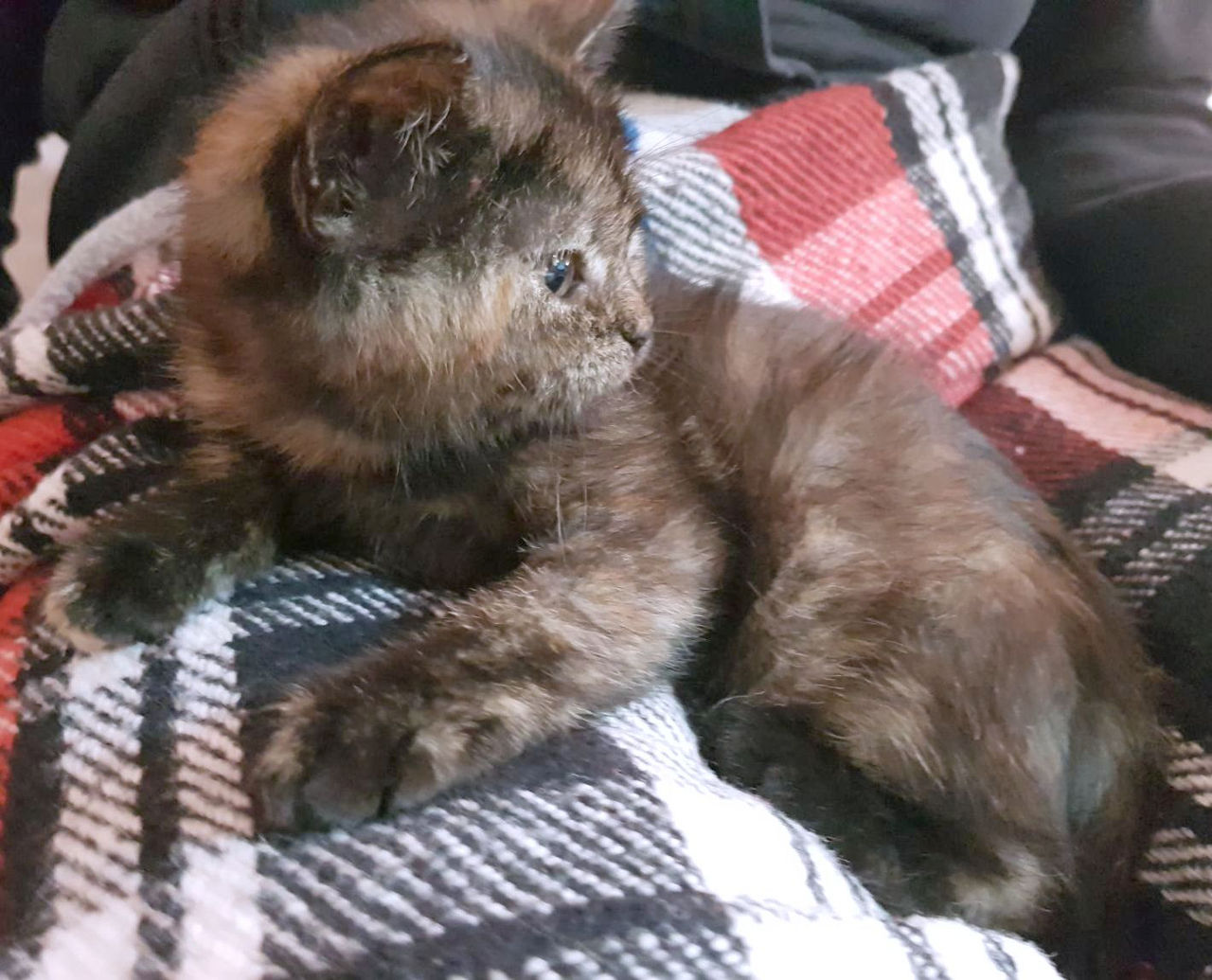 Vind Pisica Scottish Straight Tortie