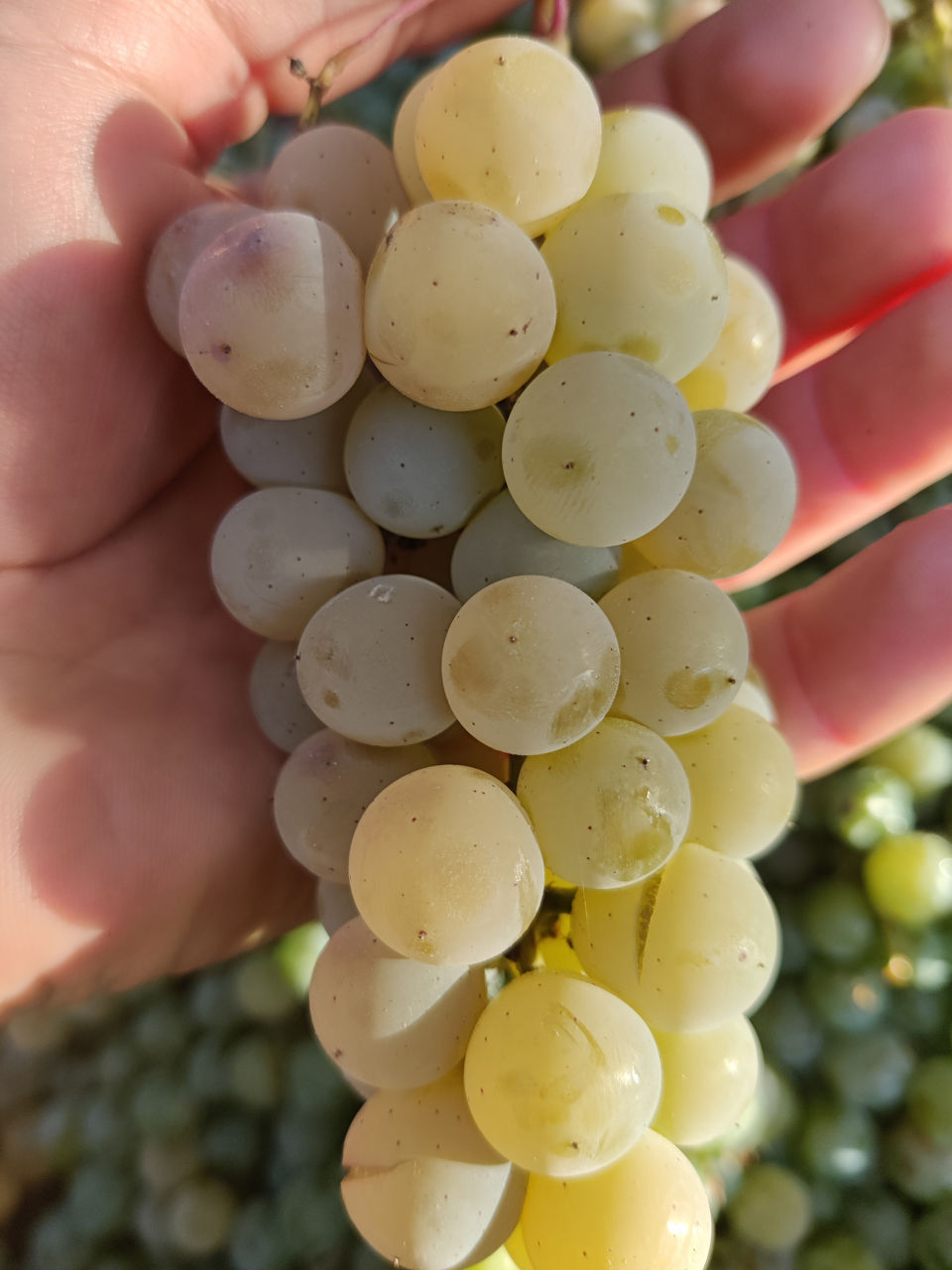 Vind poama pentru Vin / Продам Виноград для вина