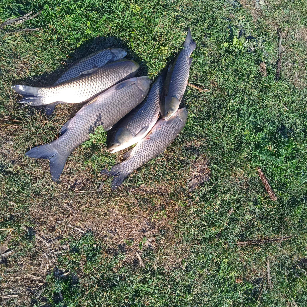 Peste viu belii amur carp