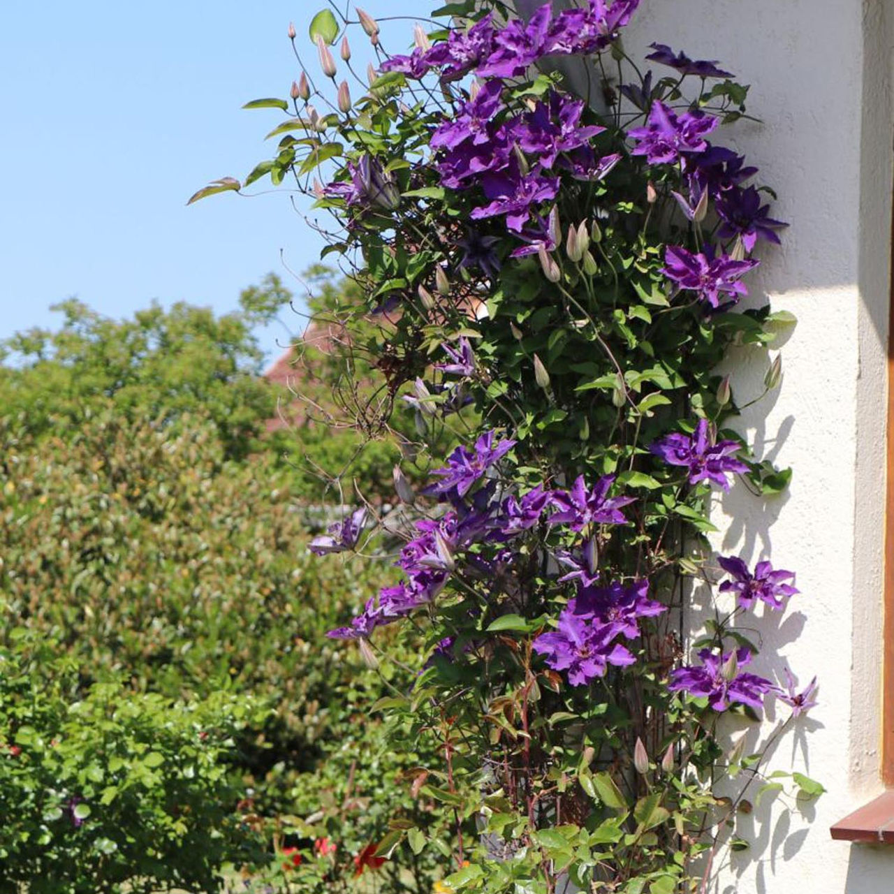 Tufe de hibiscus