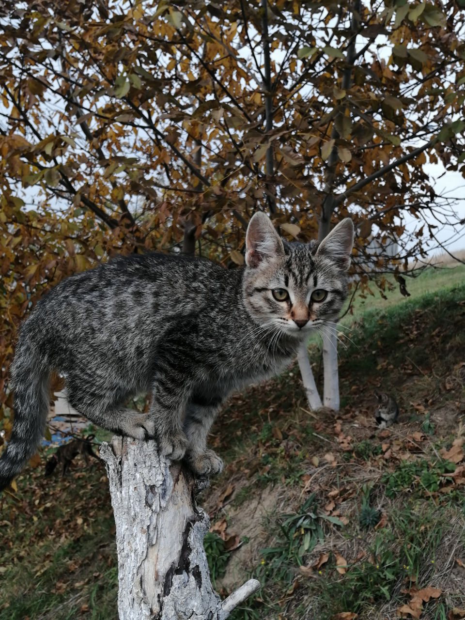 Отдам в хорошие руки