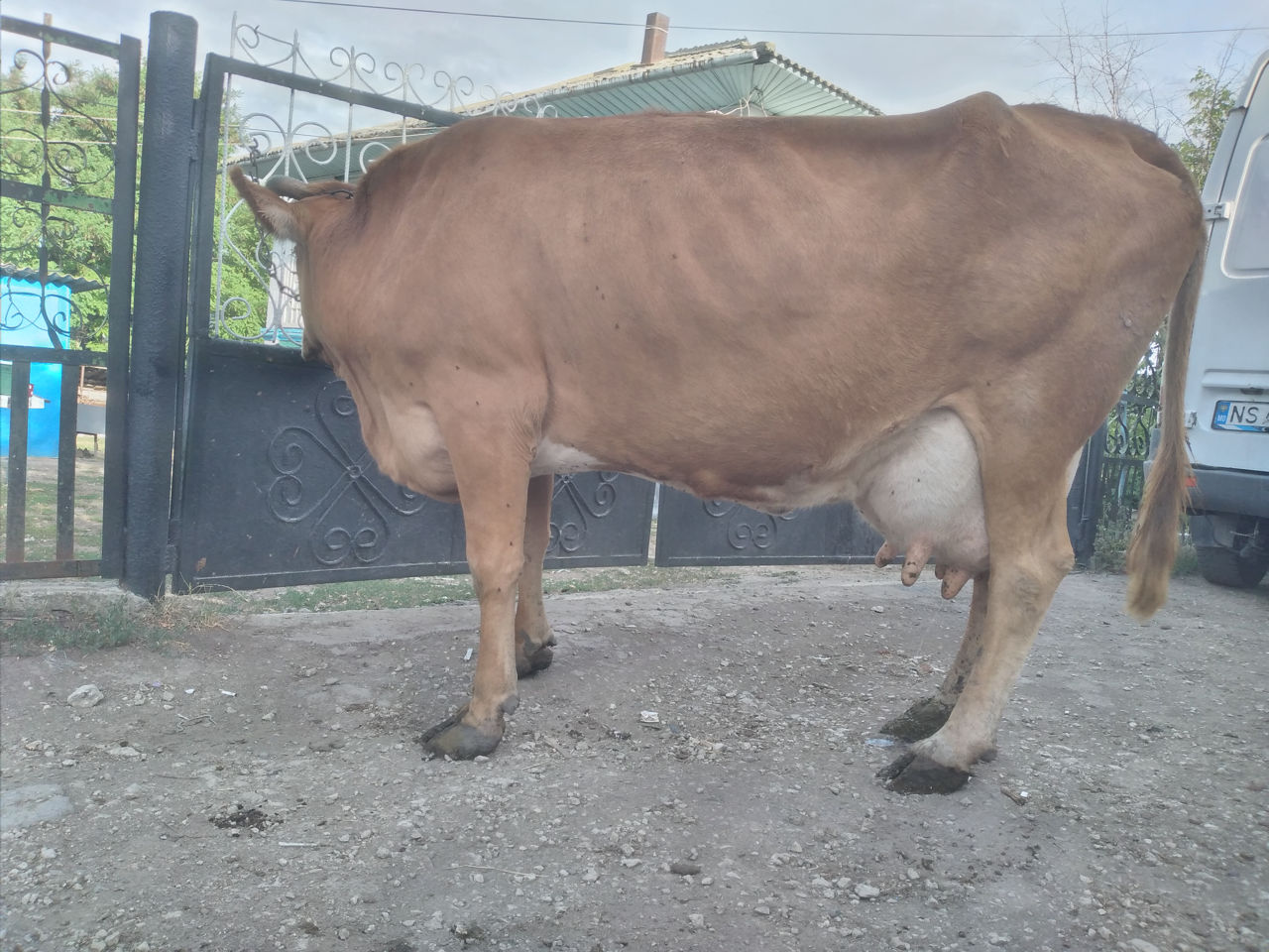 Vind vaca buna de lapte vaca i insamintata de 3 luni se mulge 18 litri ...