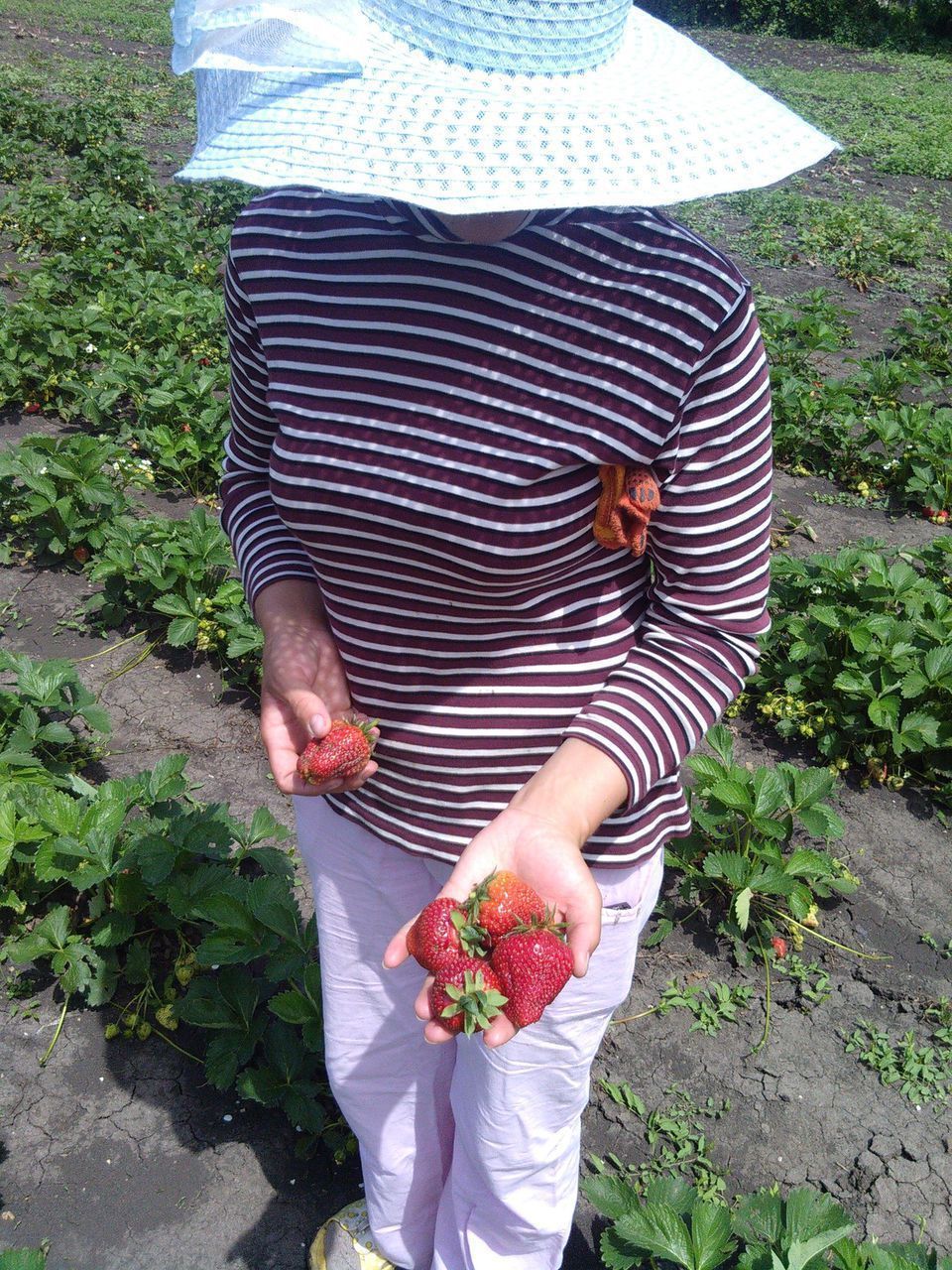 Rasad de capsuna ,,Gigantela,, Poze reale!