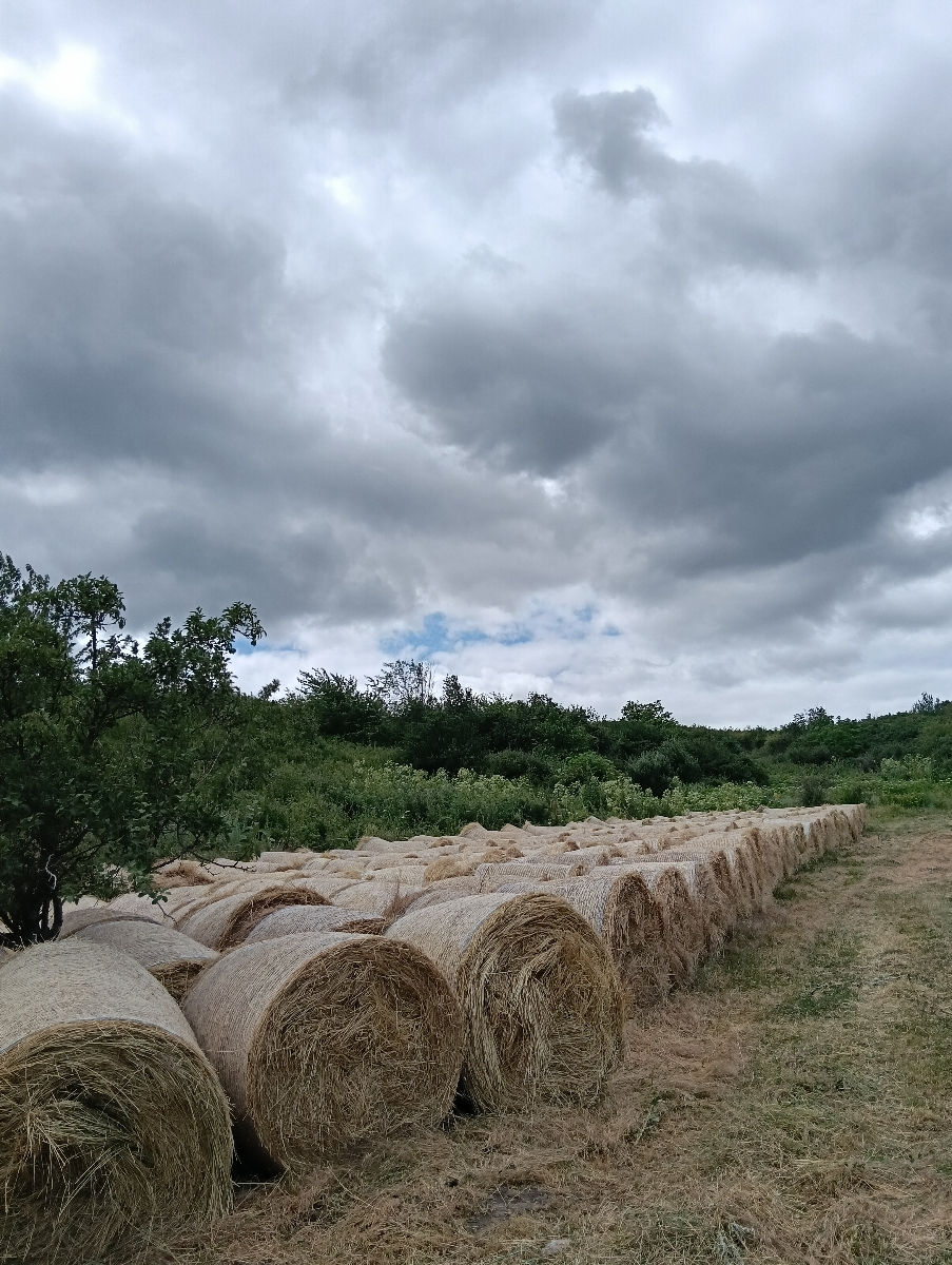 Baloti de fin, calitate superioara