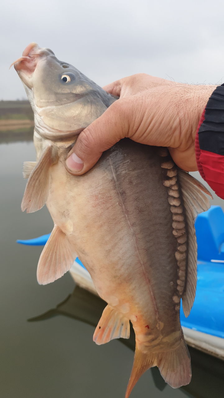 Cumpar crap și amur