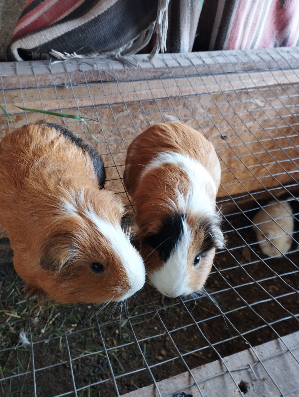 Se vinde doi baieti si doua fetite