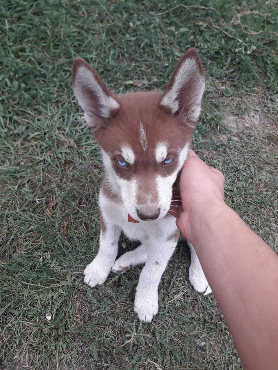 Se vinde cîine Haschi 2 luni cu 4 vaccini si cu document