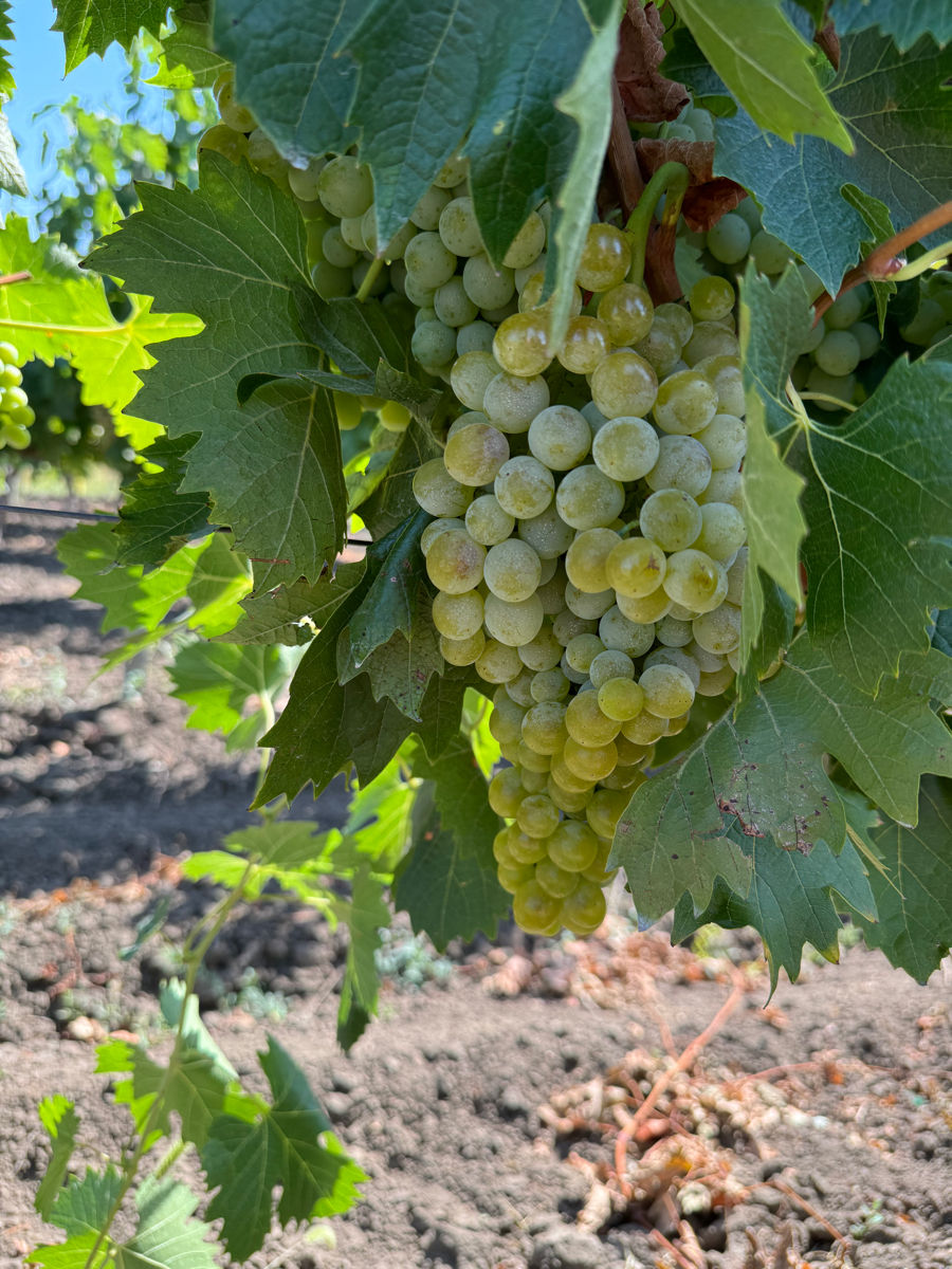 Struguri Muscat Poloskei