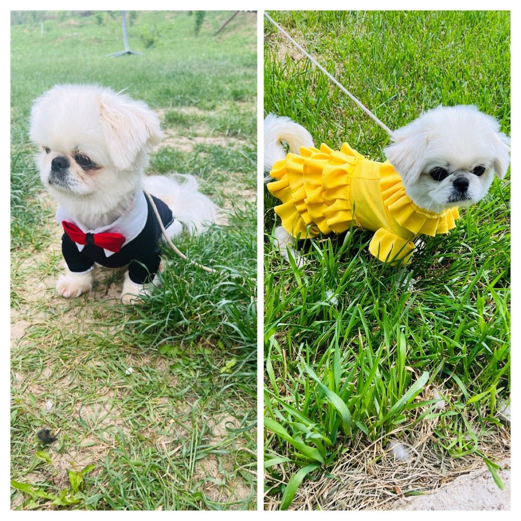 Mini pechinez alb!!!