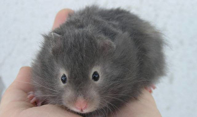 Сирийские хомячки