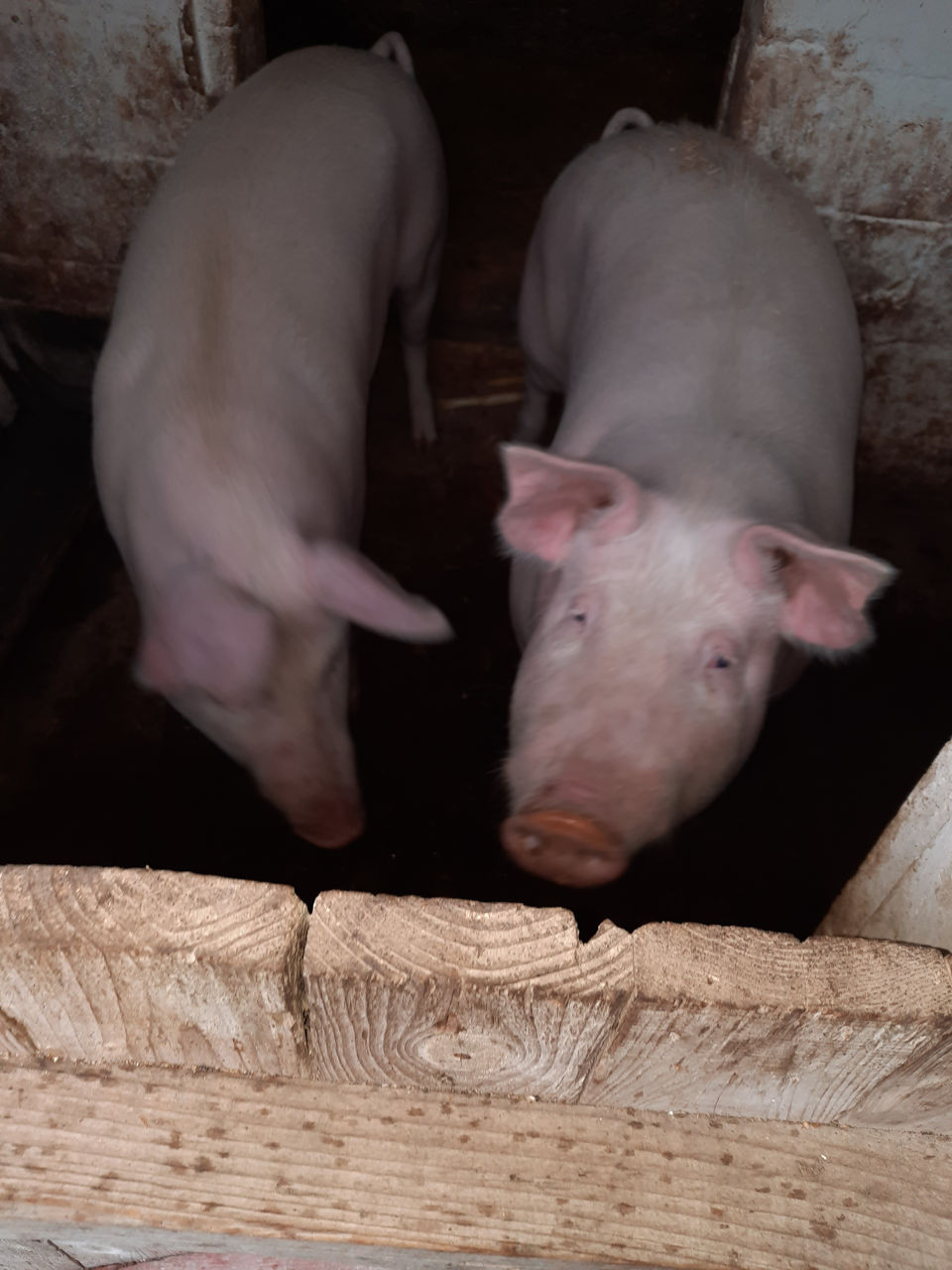 Se vind porci de carne