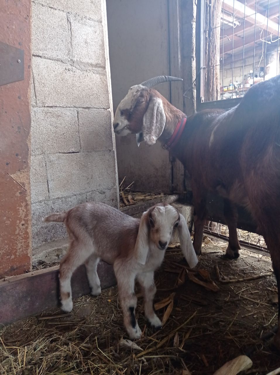 Peste o lună se va vinde doi tapusori rasa pura Anglo nubian.