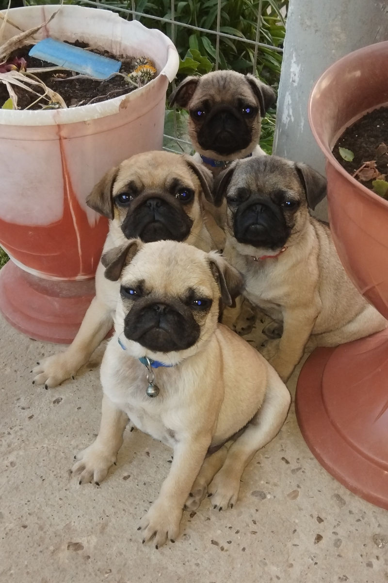 Vind catei de rasa mops