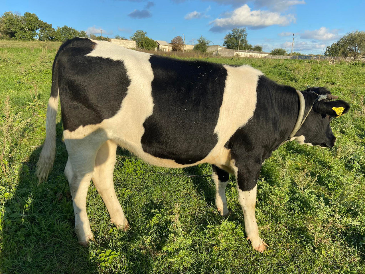 vind vitica de 1 an si 2 luni