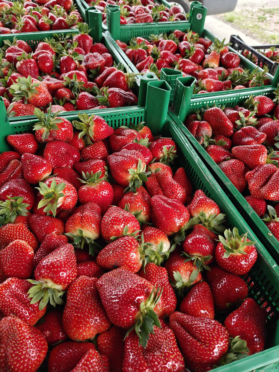 Fire de răsad capsuni Marmelad