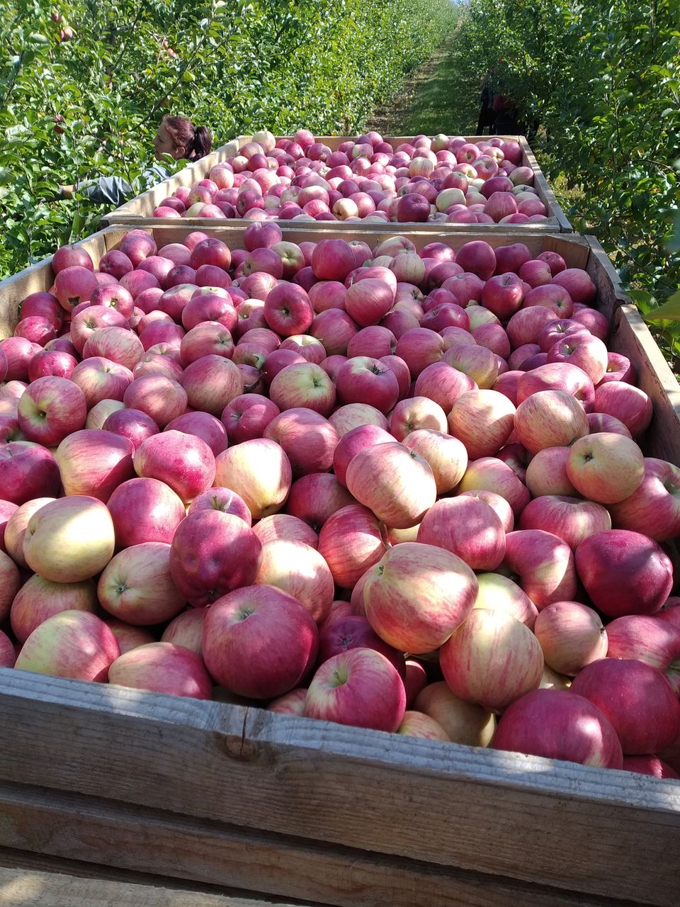 Mere generos,florina,gloster export