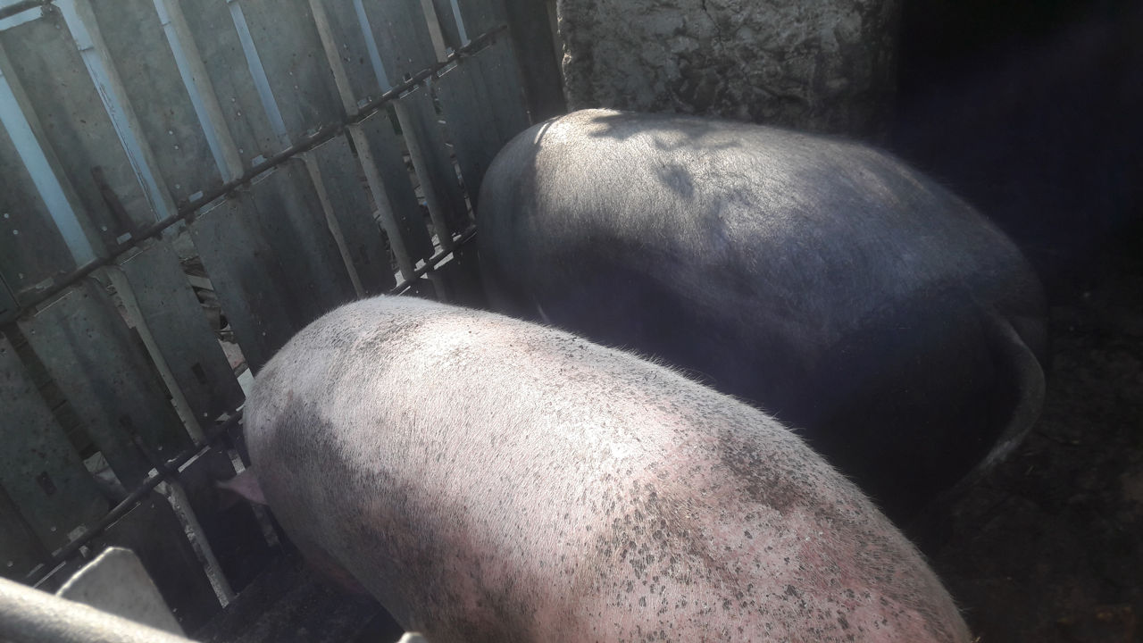 Doi porci de vinzare