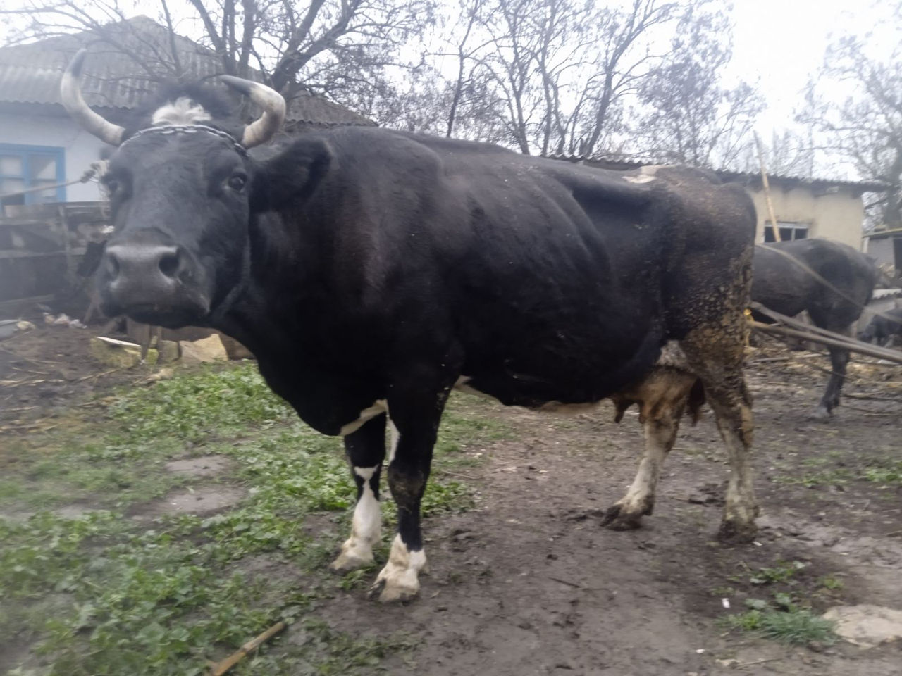 Vind vaca buna de lapte