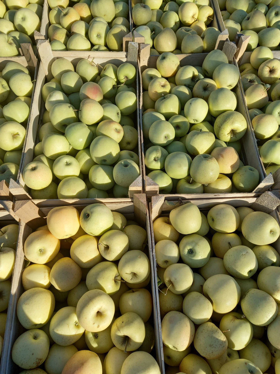 Mere golden, djonagold, starchin pentru piața locală