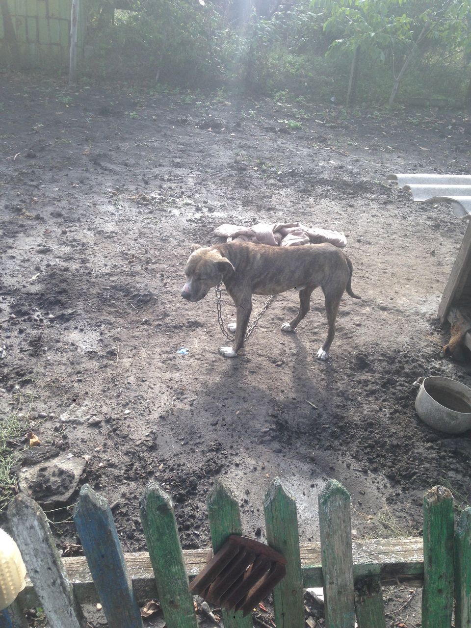 vind sarpei si pidbuli