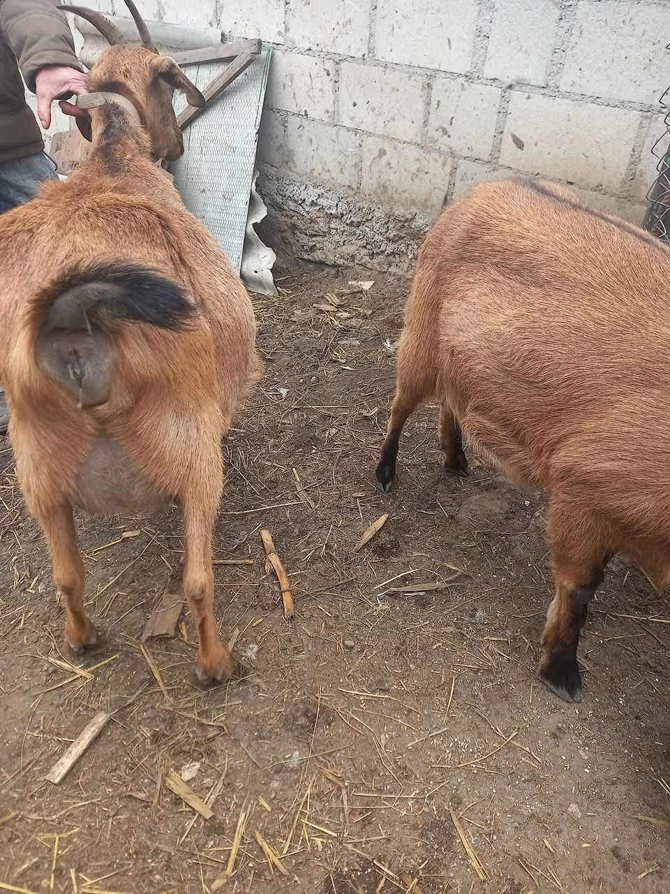 Vind capra Alpin francez cu doi iezi