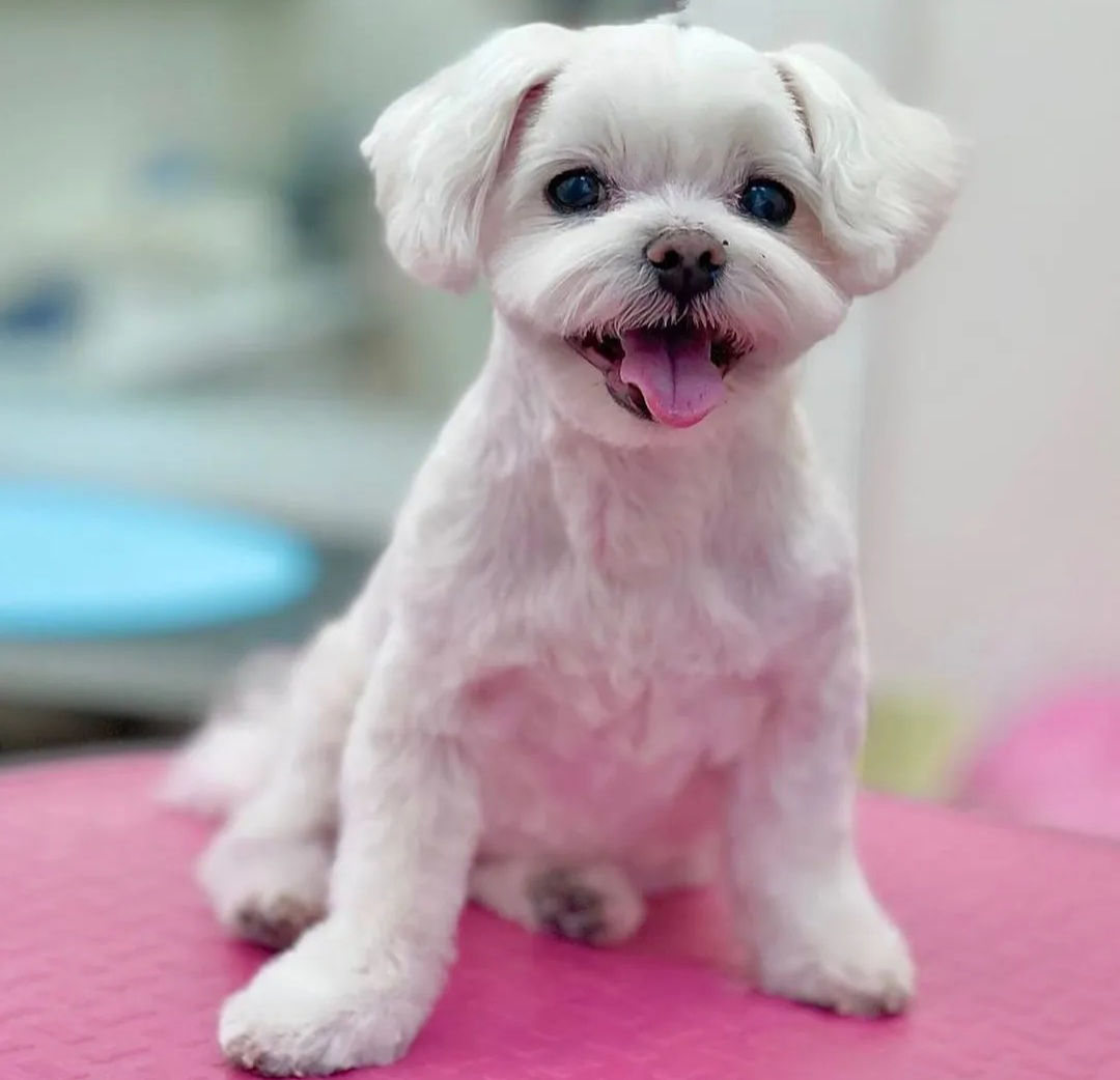 Tunsoare pentru caini si pisici fara sedare