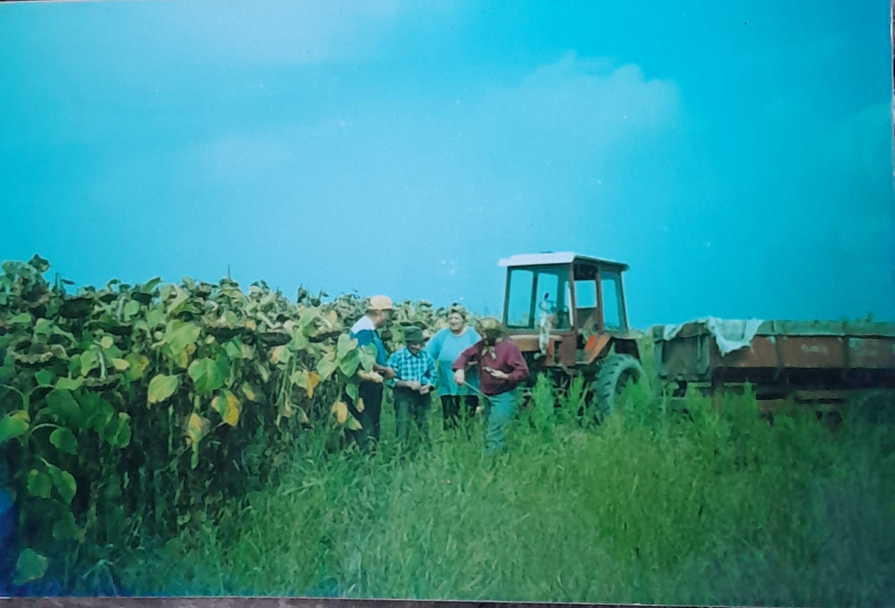 vindem seminte de floarea soarelui