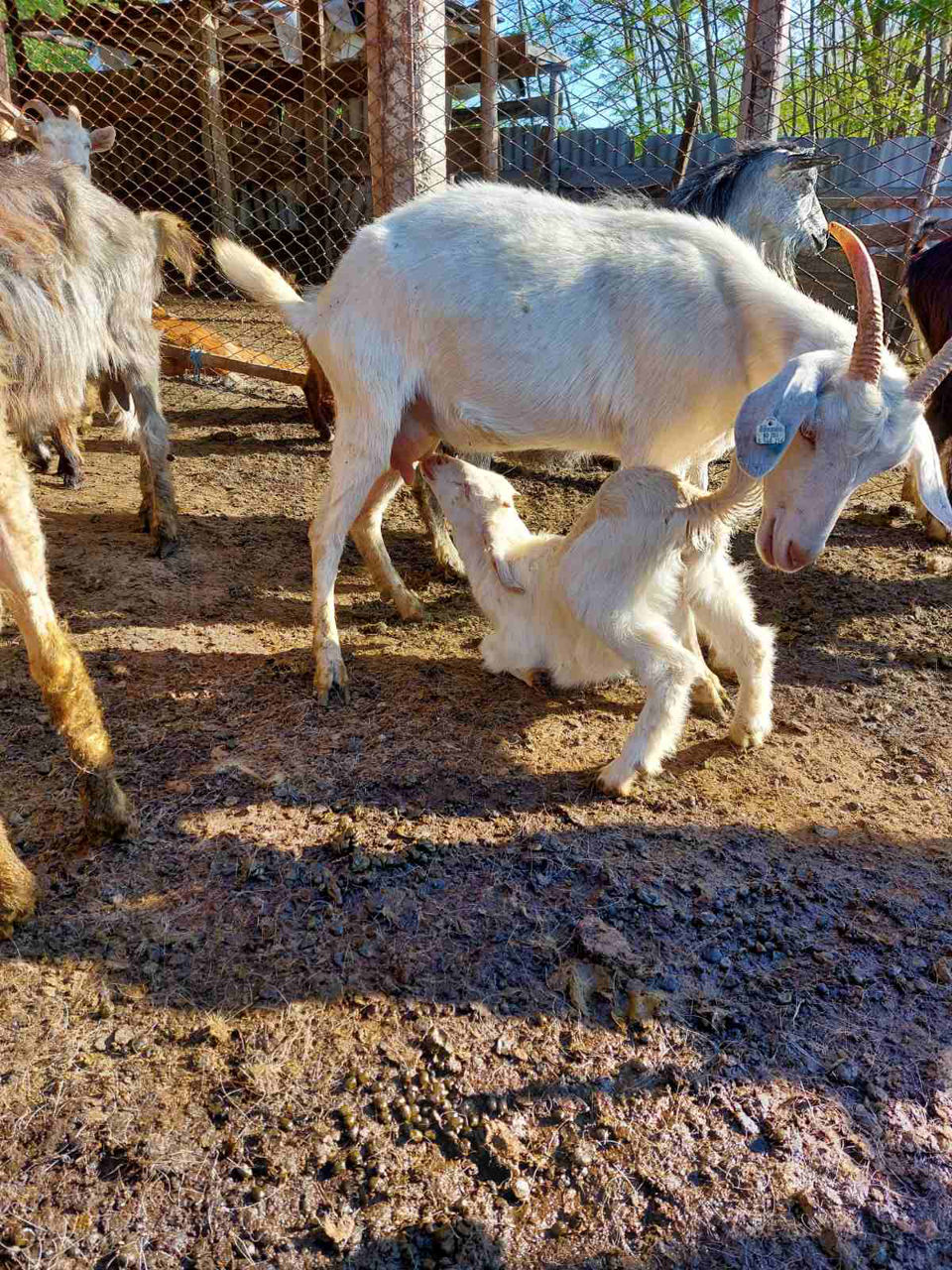 Edite anglonubiene si murciana metis