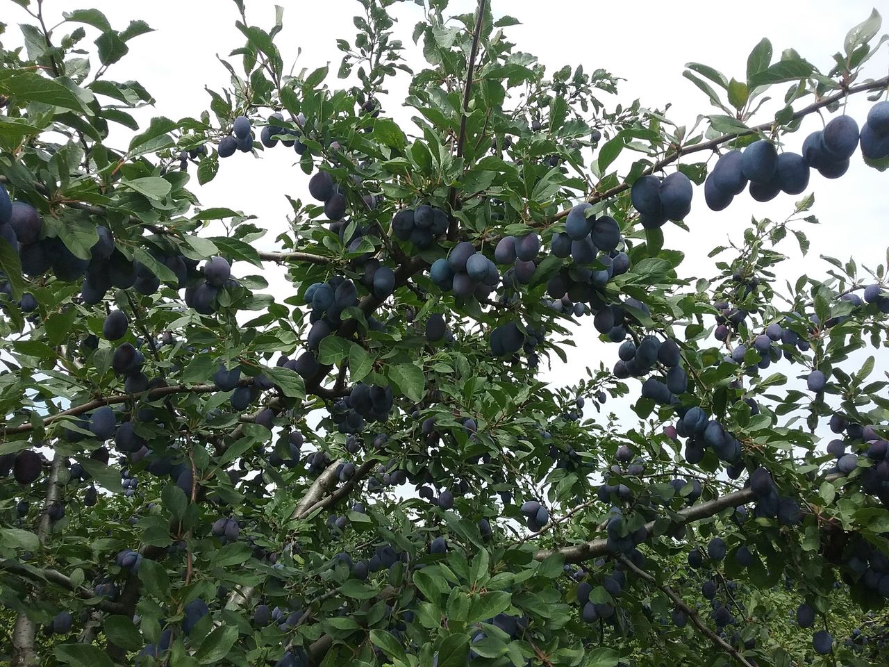 Vindem cot cu livada prun Stenlei livada cu mere Florina si pamant ...