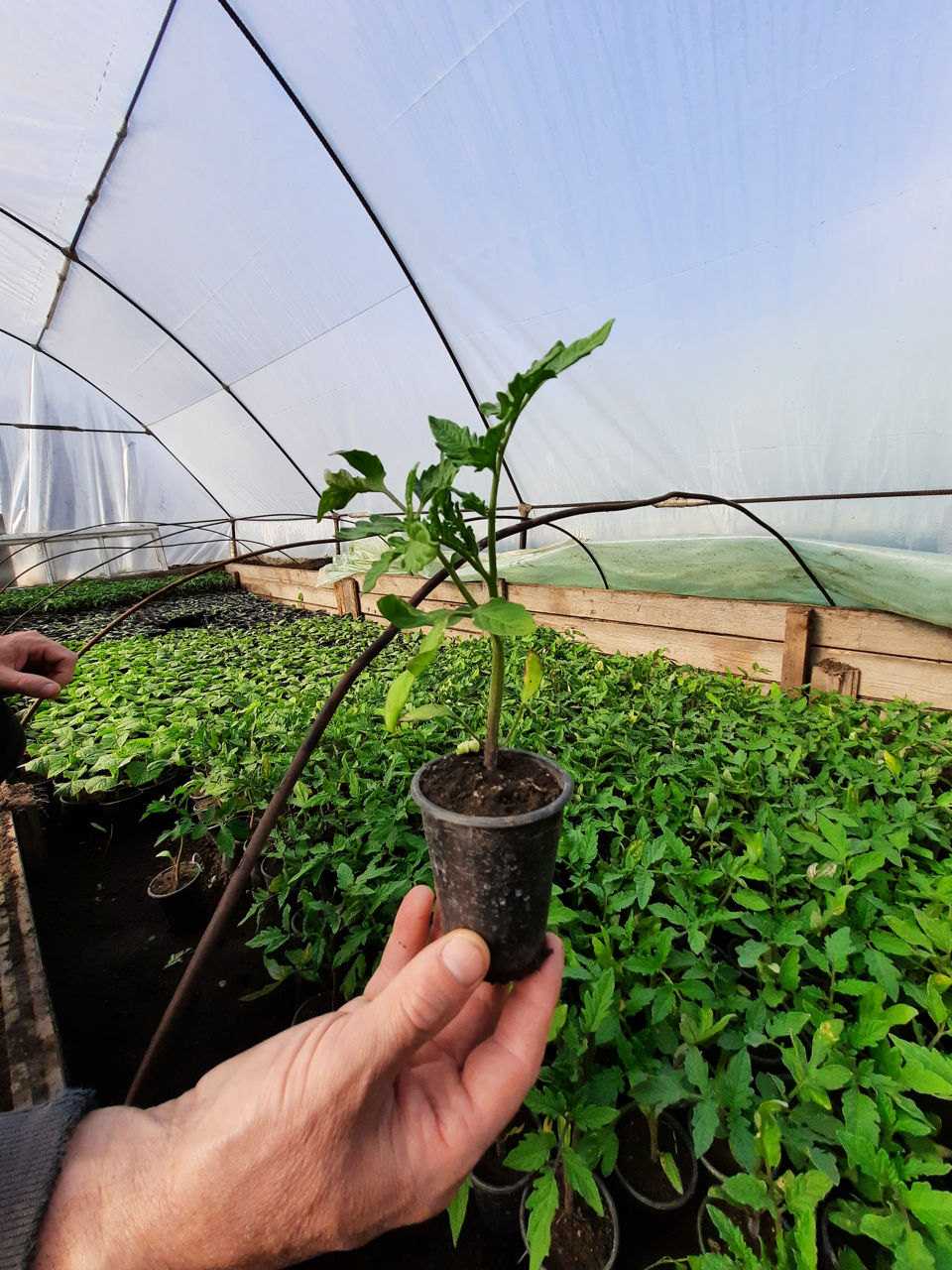 Vind rasad de rosii :Tolstoi,Inima Boului, Leana Roz,Siiana.