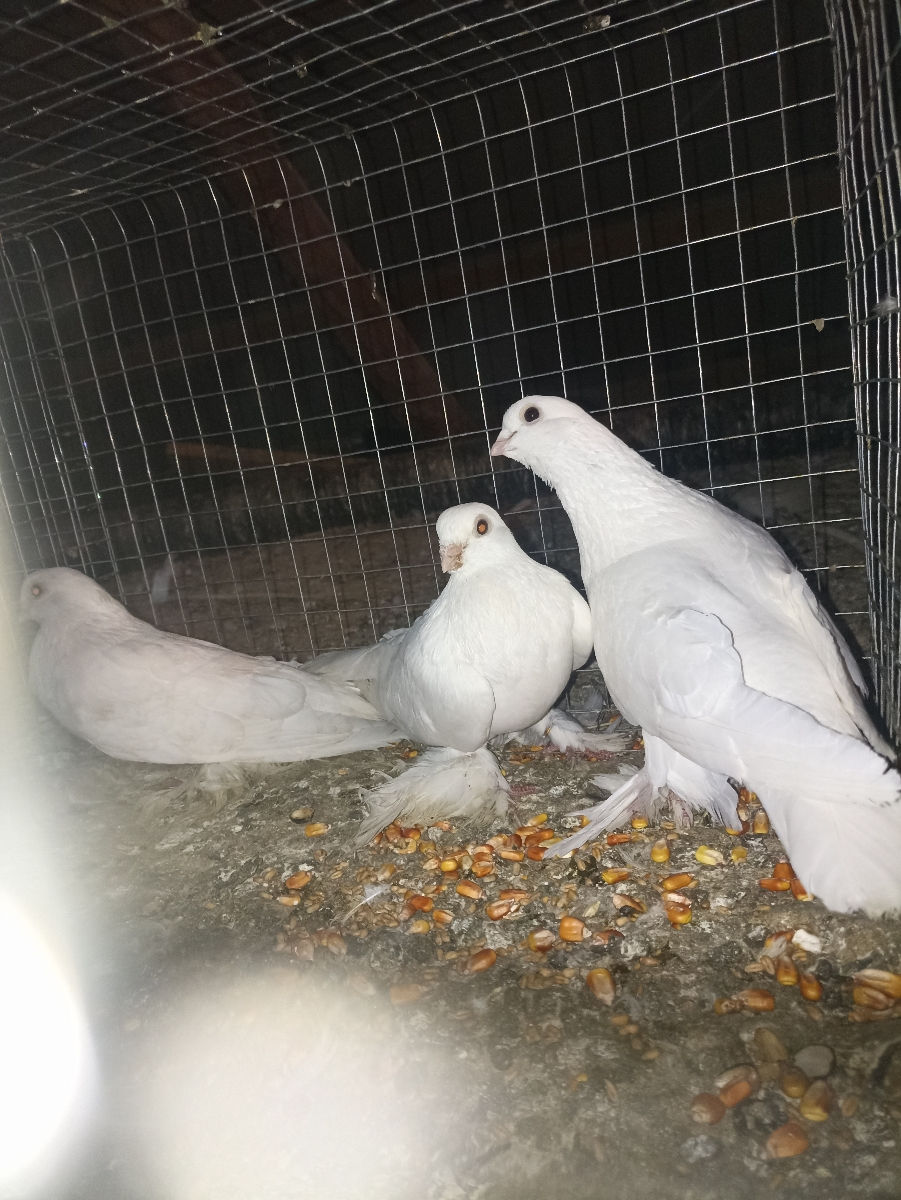 Porumbeii urgent