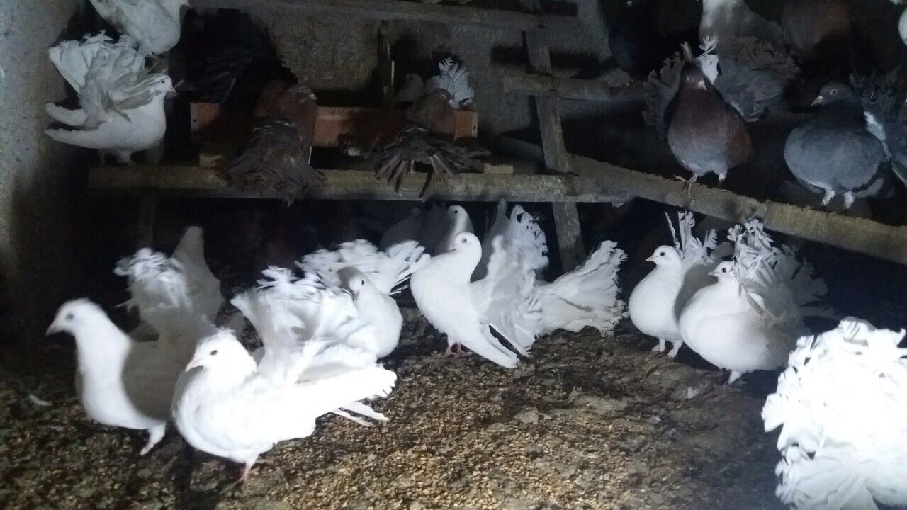 Vind porumbei curcani