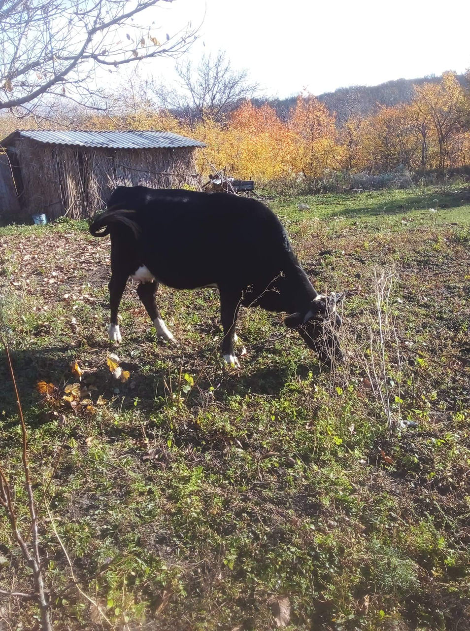 Se vinde vaka buna de lapte sii de a fata