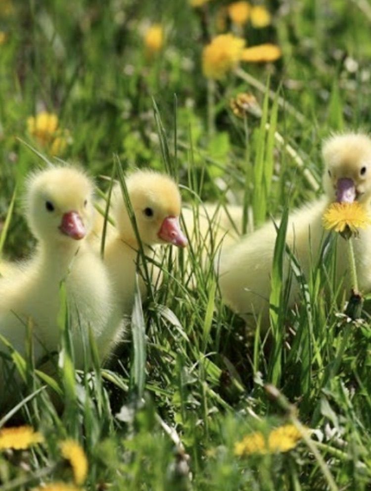 Boboci de gisca, 45 lei de4 zile