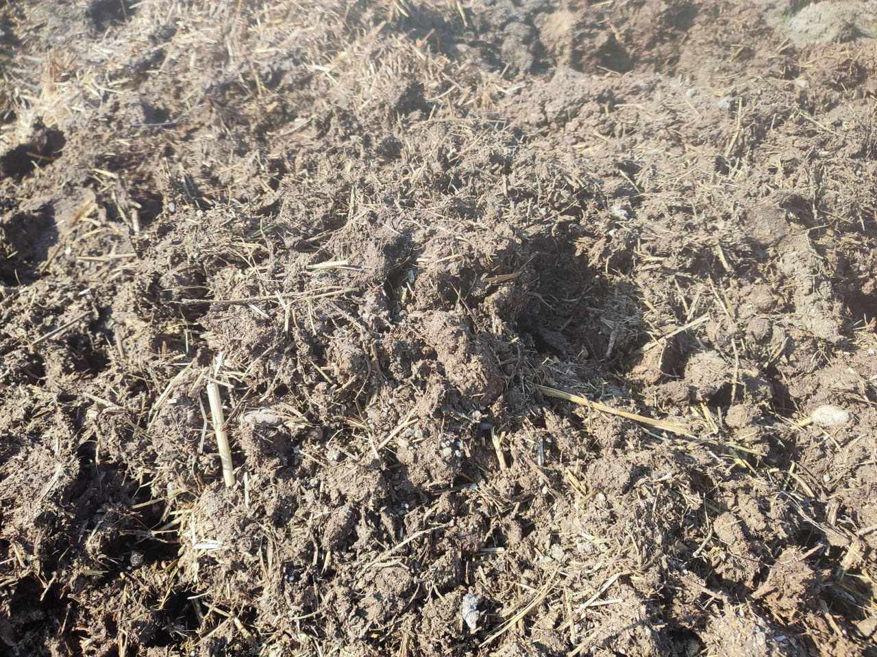 Vind 10-15 pritepuri de balegar de vaca de anul trecut si de anul acesta