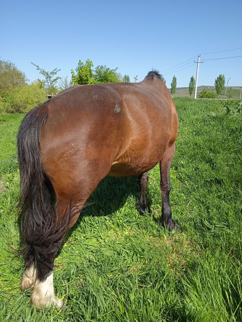 Se vinde cal de talie mare