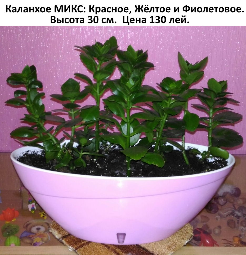 Декоративное цветущее каланхое разных цветов!!!