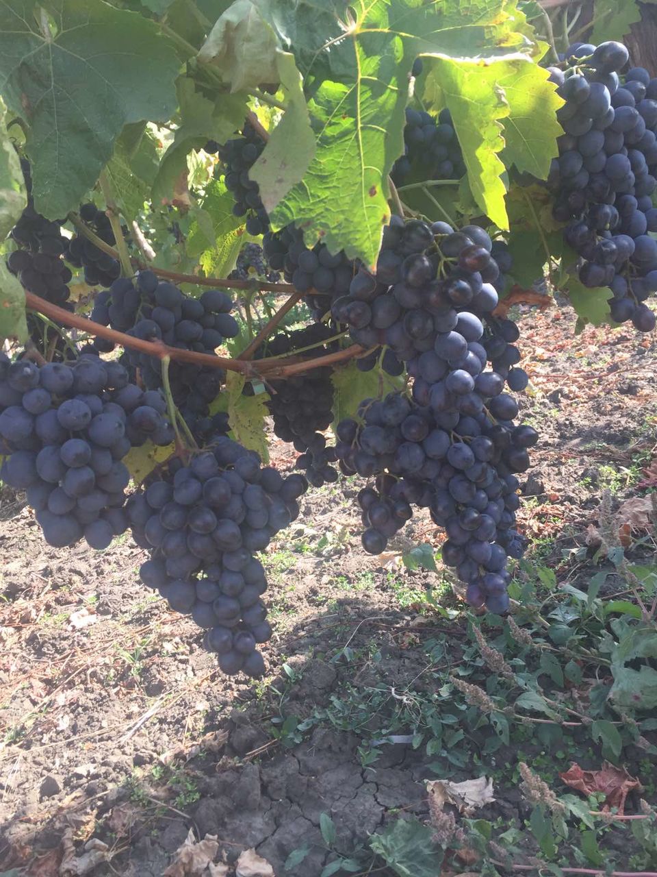 poama Moldova pentru exsport foarte frumoasa si vin