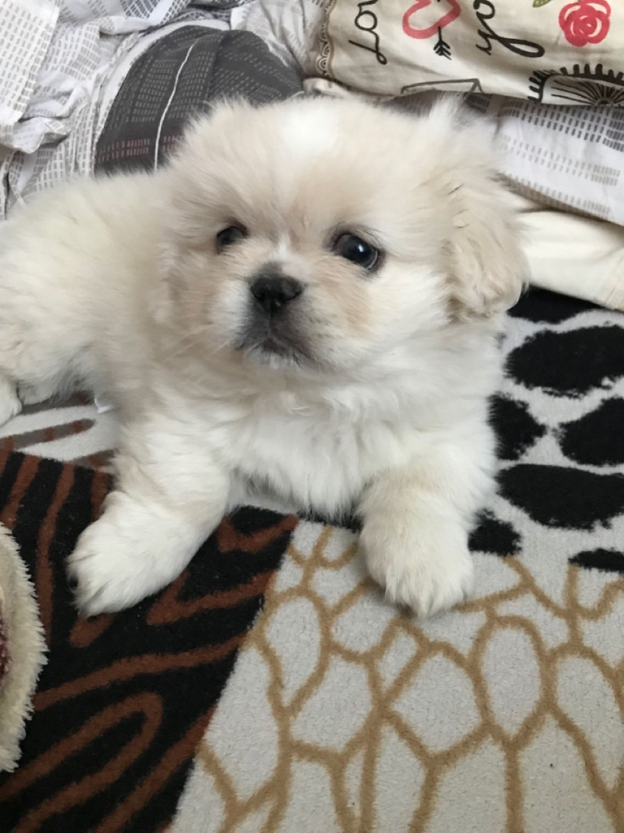 Vând cățel Pekinez alb