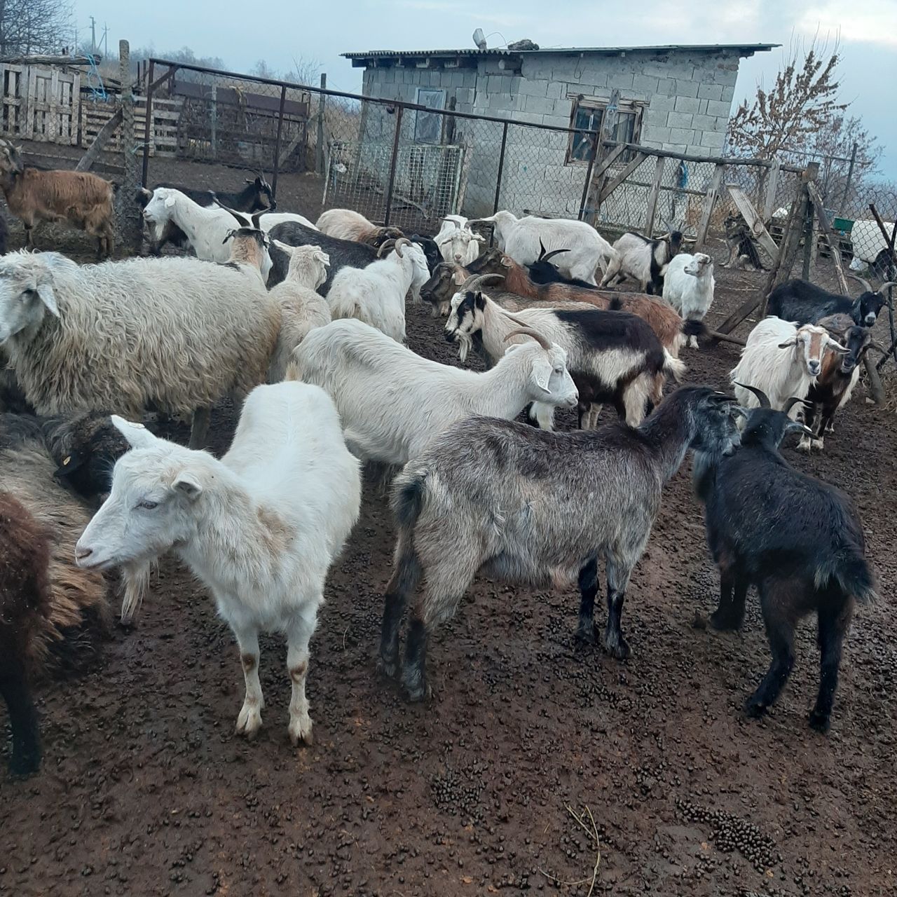 Vind 50 de capre foarte bune de lapte